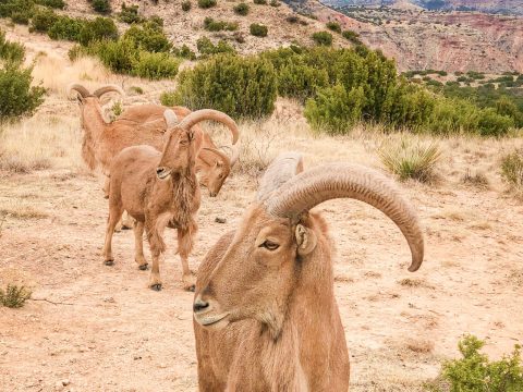 20 Amazing Things to do in Palo Duro Canyon State Park, Texas