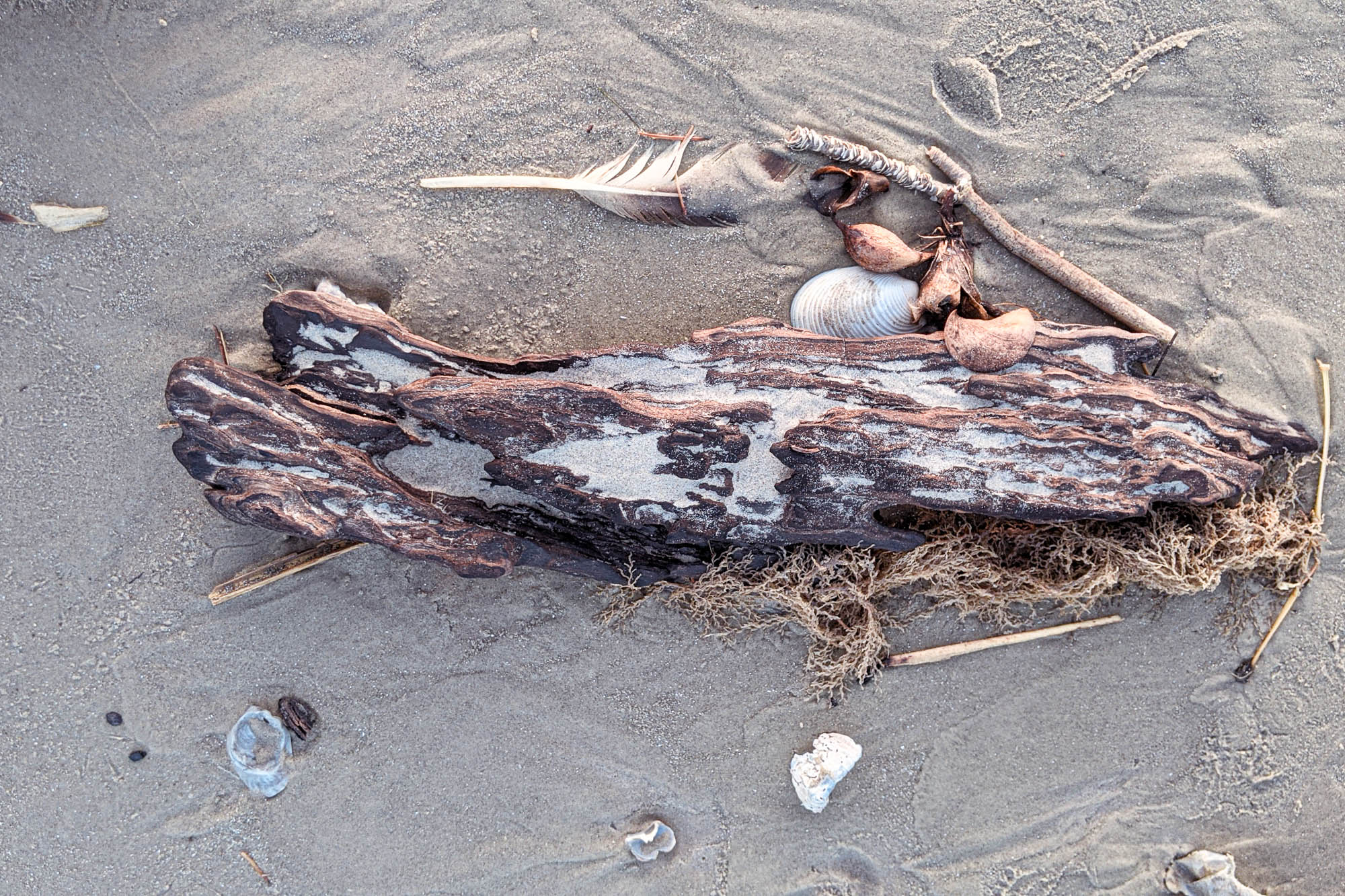 20 Best Things to do at Padre Island National Seashore, Texas