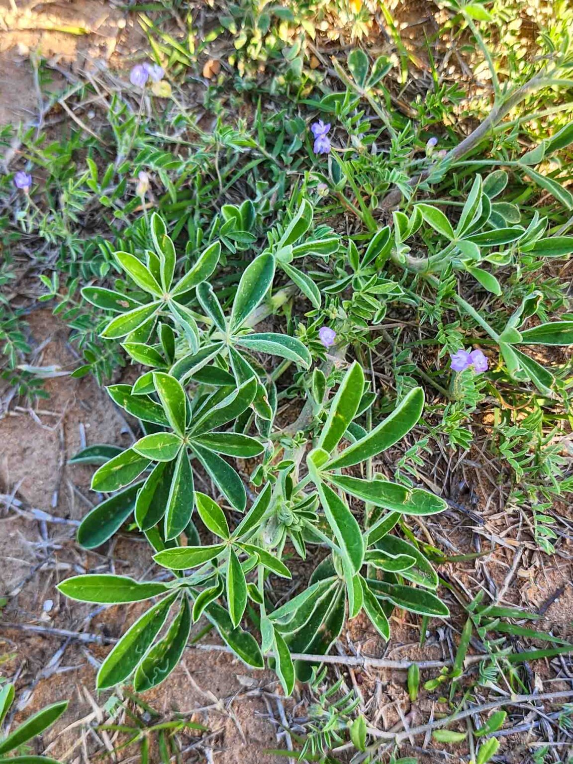 The Bluebonnet Trail: 8 Stops You Can't Miss in Texas Hill Country