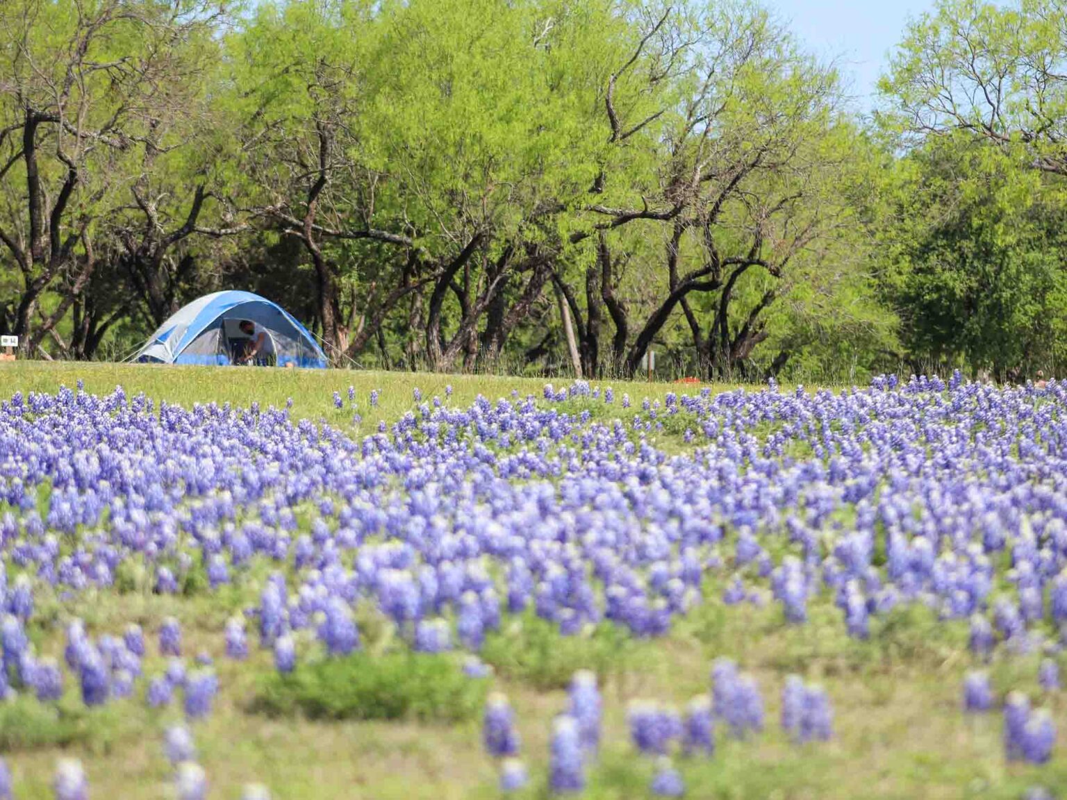 Austin's Hidden Gem: Muleshoe Bend Recreation Area Awaits!