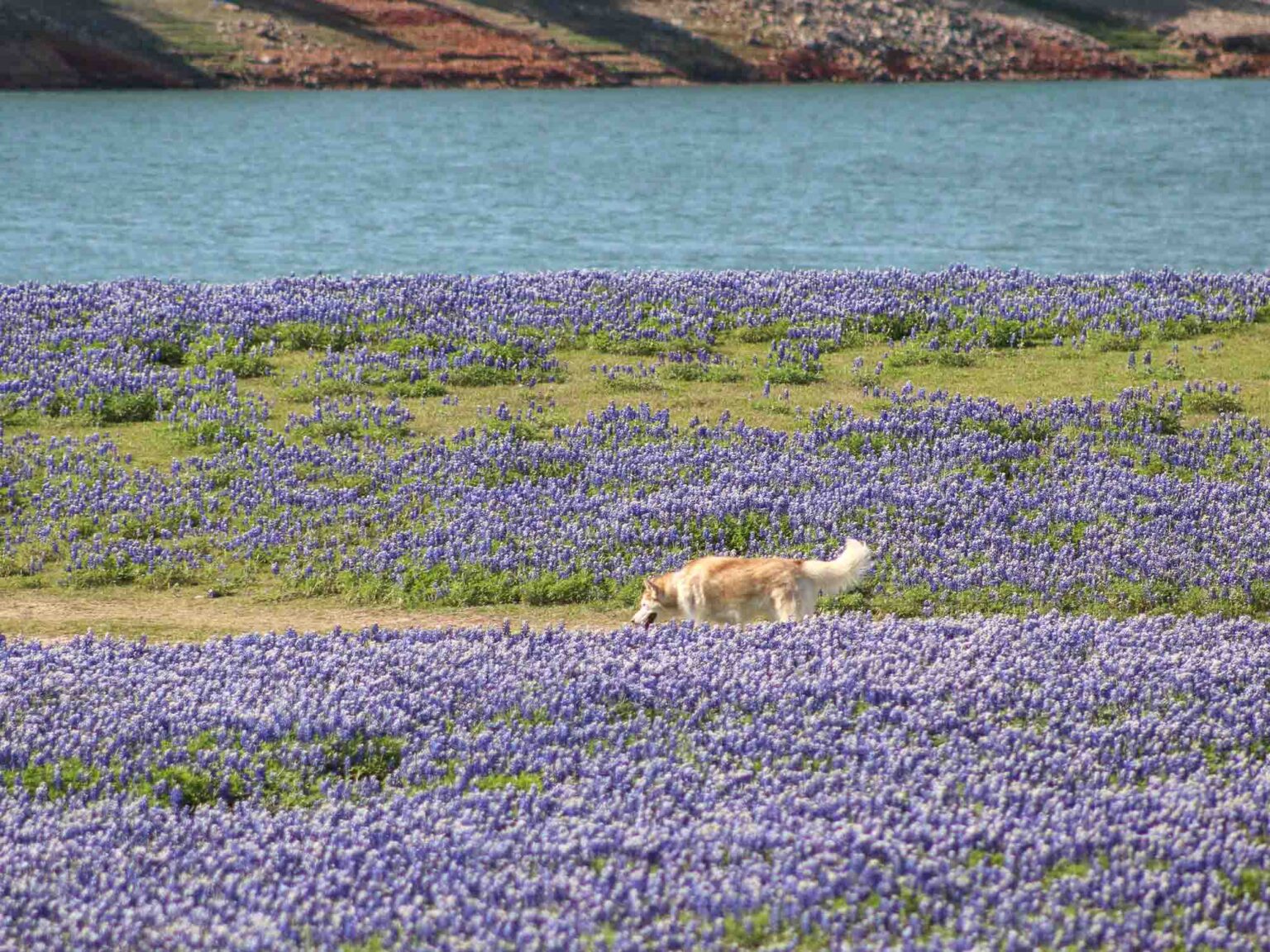 Austin's Hidden Gem: Muleshoe Bend Recreation Area Awaits!