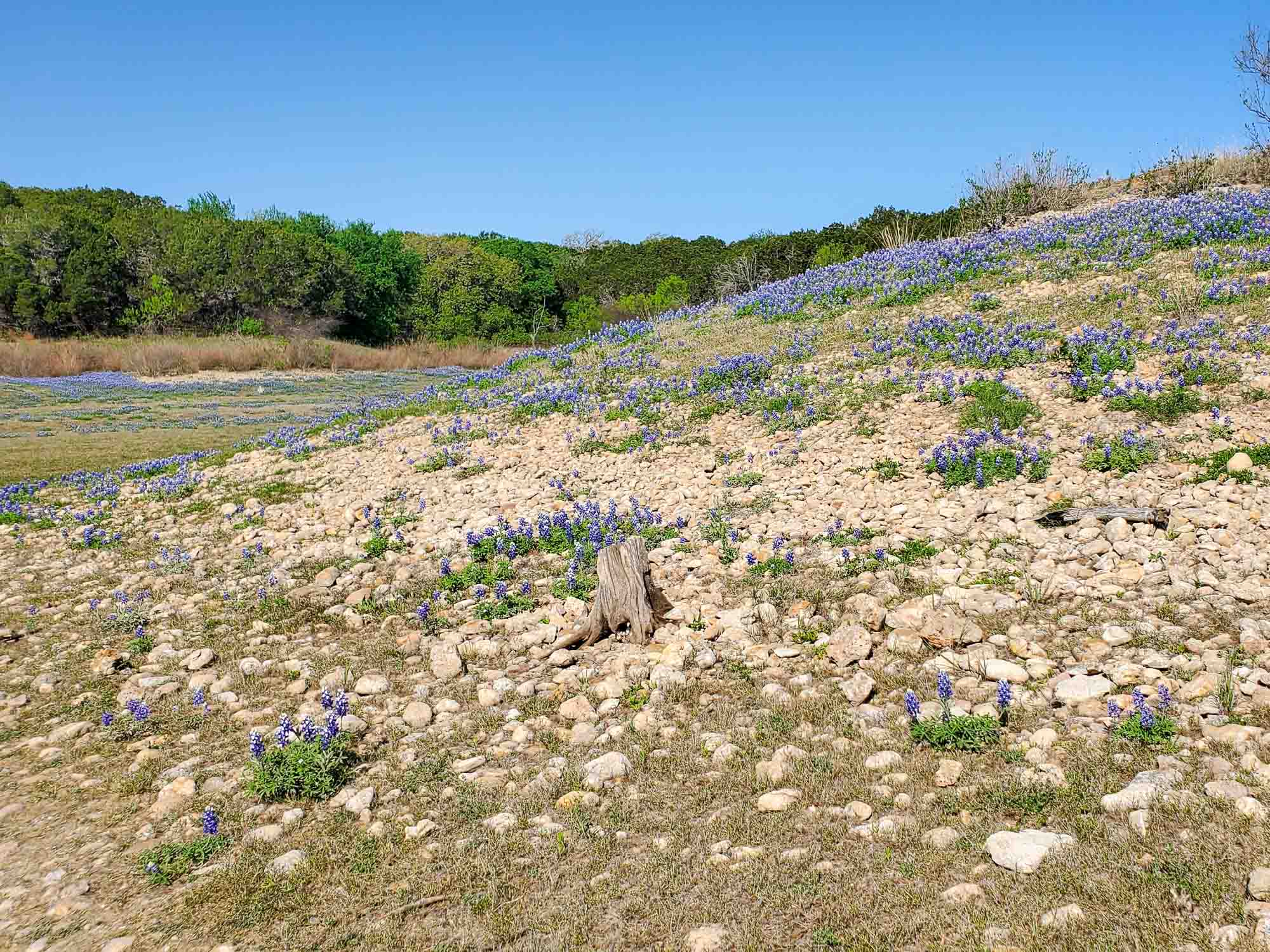 Austin's Hidden Gem: Muleshoe Bend Recreation Area Awaits!