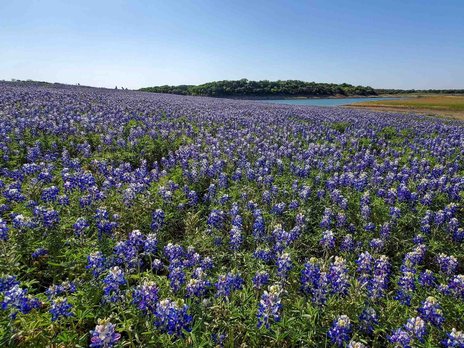 Austin's Hidden Gem: Muleshoe Bend Recreation Area Awaits!