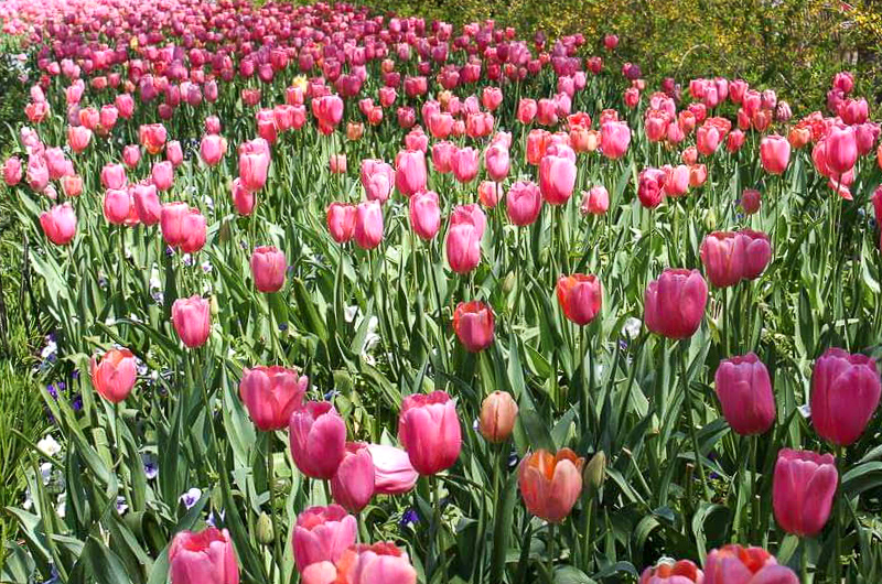 20 Family Fun Destinations for Spring Break in Texas 2023