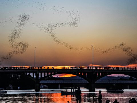 12 Famous Bat Caves in Texas for Wildlife Lovers