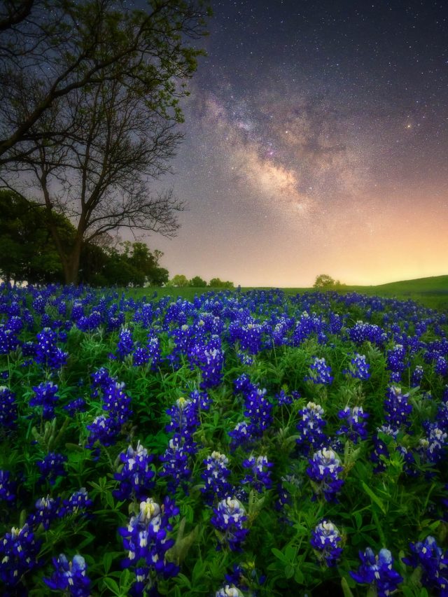 16 Amazing Places to See Bluebonnets in Texas