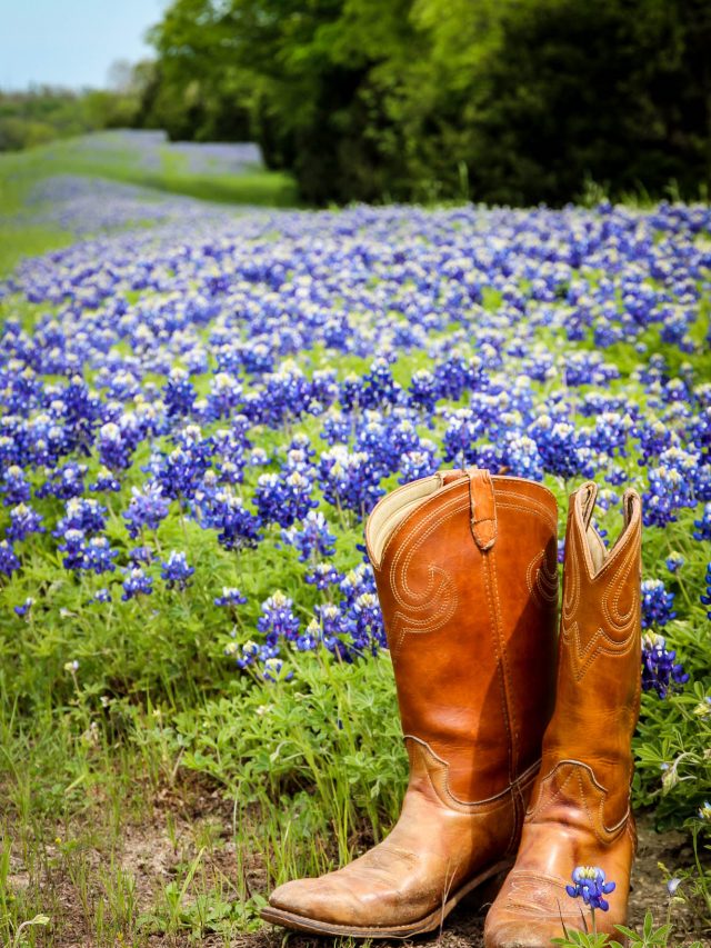 Where to See Bluebonnets in Texas this Spring