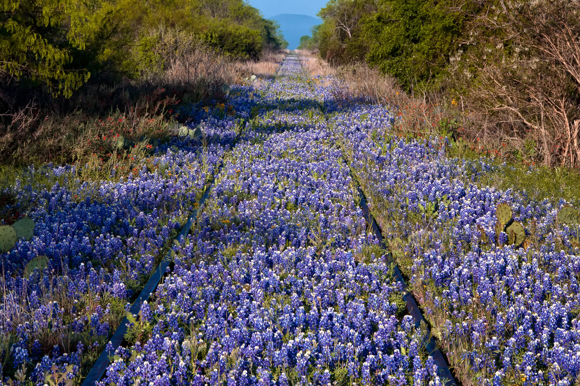 16 Amazing Places to See Bluebonnets in Texas