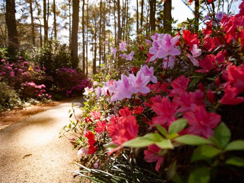 20 Best Things to do in Tyler, Texas