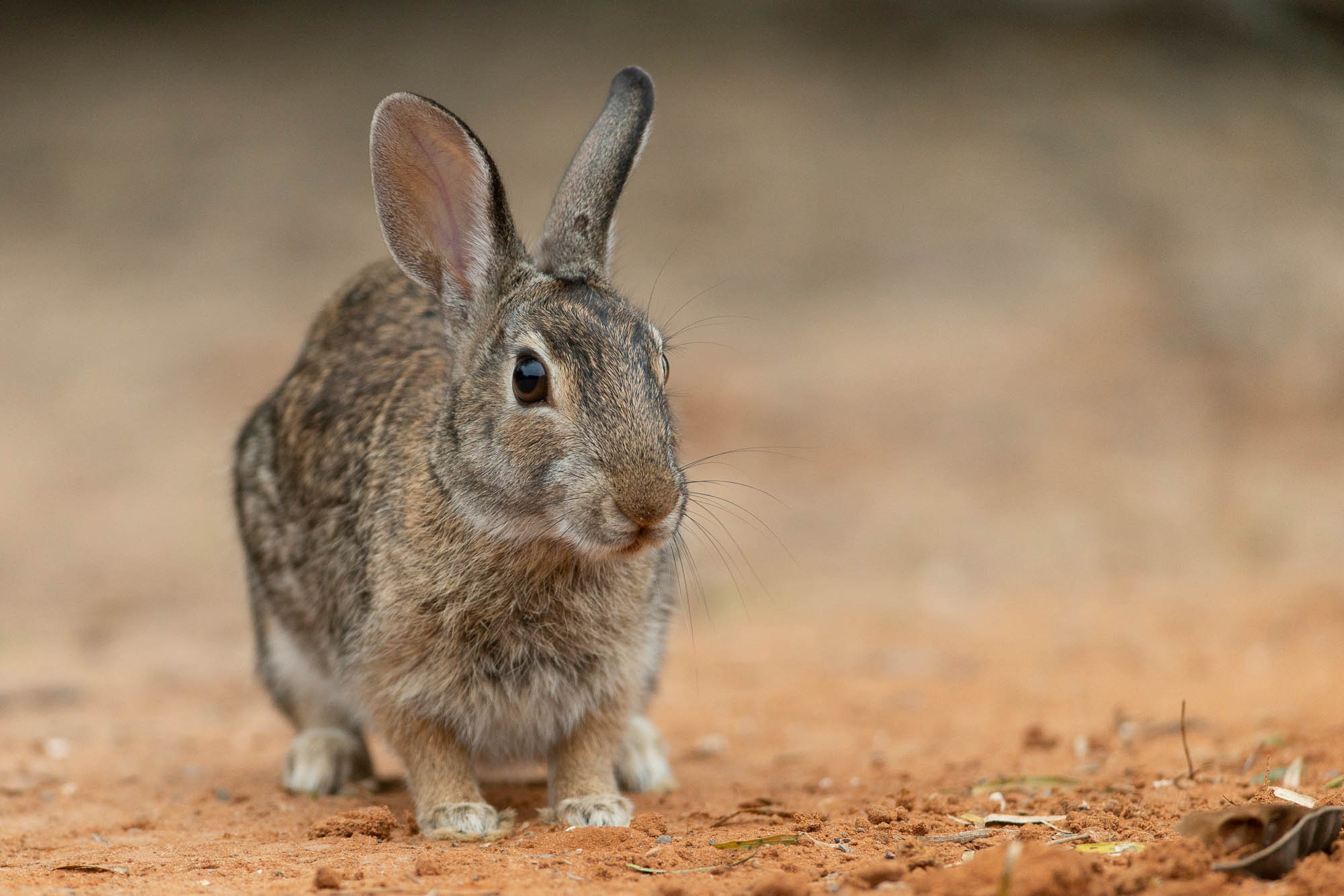 18 Cool & Amazing Things to do in East Texas - Enchanting Texas