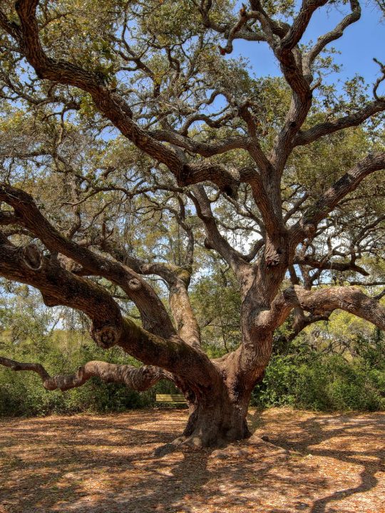 13 Best Things to do in Frisco, Texas - Enchanting Texas