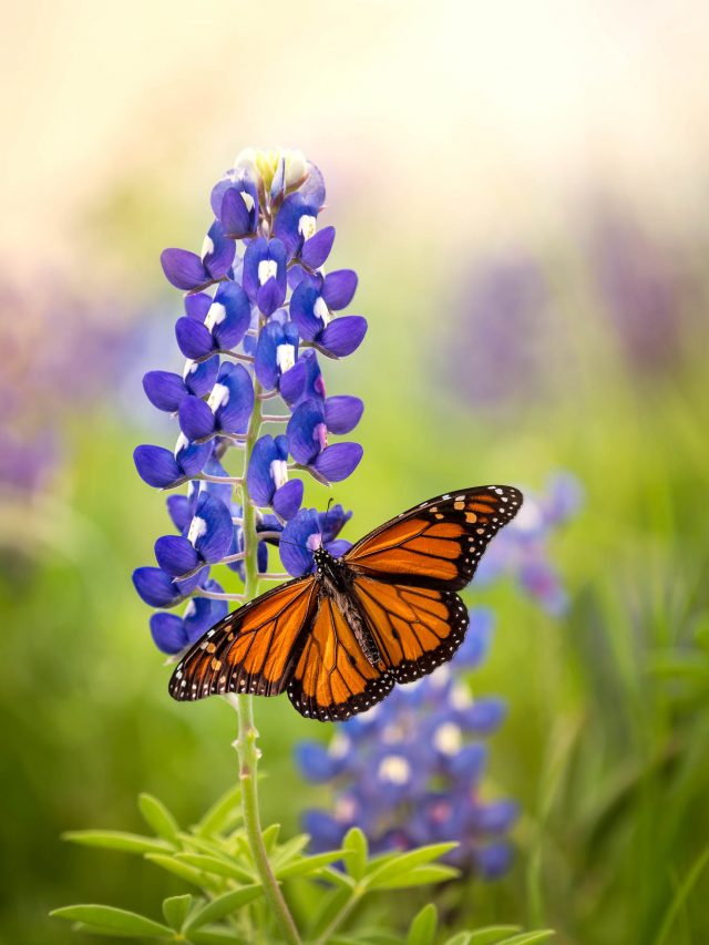 16 Amazing Places to See Bluebonnets in Texas