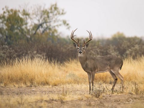Ultimate Guide to the 7 Regions of Texas