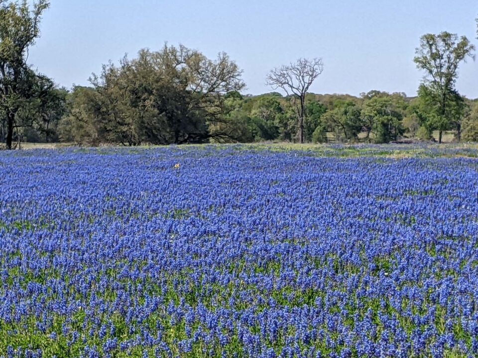 Best Places to find bluebonnets in Texas 2024 Update
