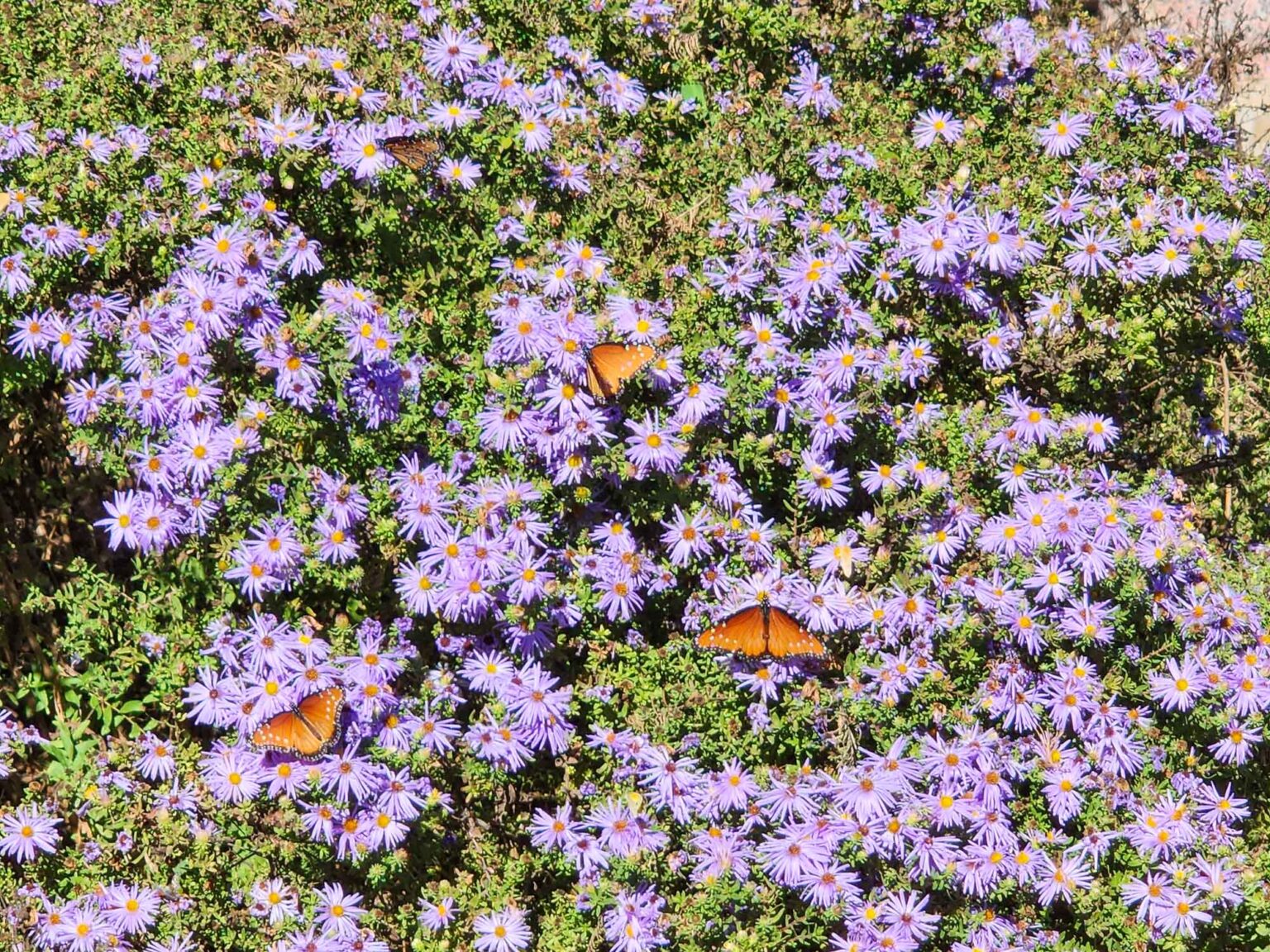 20 Amazing East Texas Hiking Trails to explore now