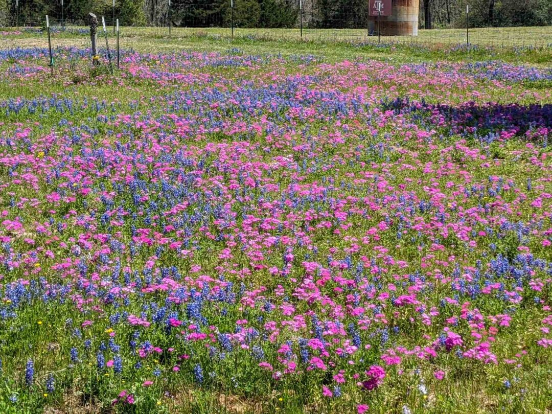 Where to See Bluebonnets in Texas this Spring