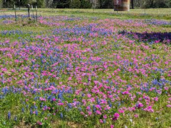 Where to See Bluebonnets in Texas this Spring