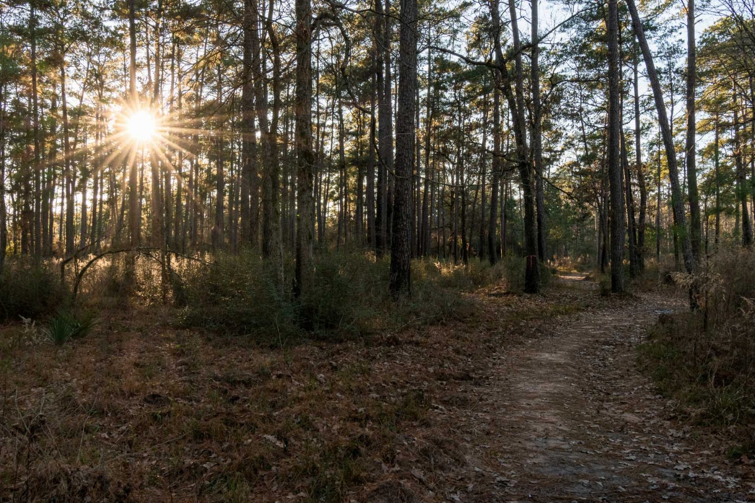 The 5 Best National Forests in Texas