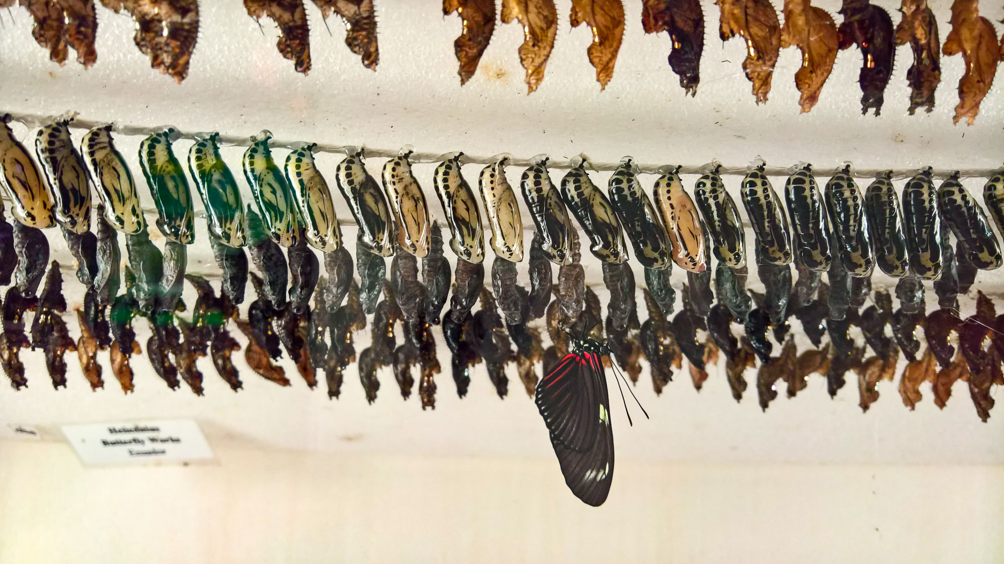 23 Best Things to do in Houston, Texas - Enchanting Texas