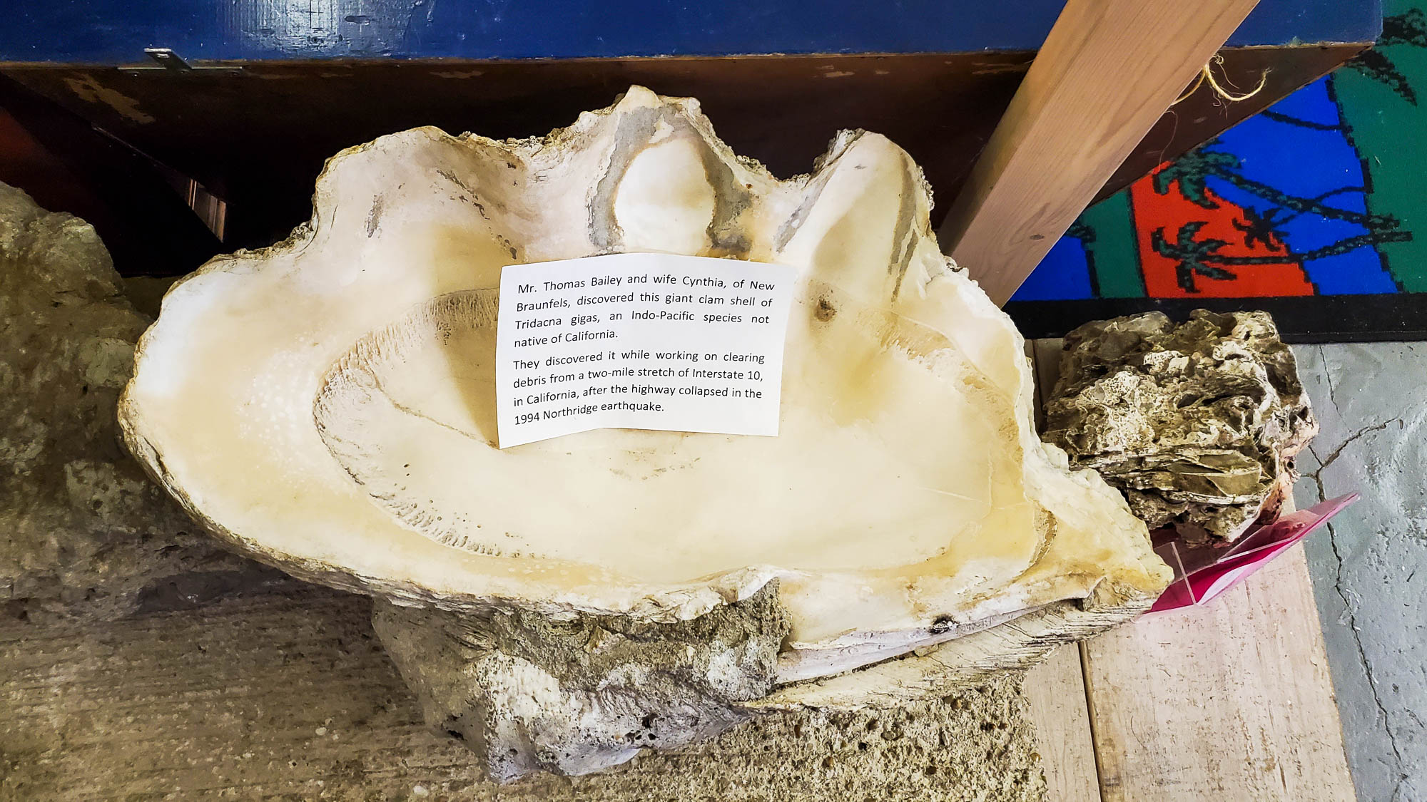 Visit Dino Tracks at Heritage Museum of Texas Hill Country Now!