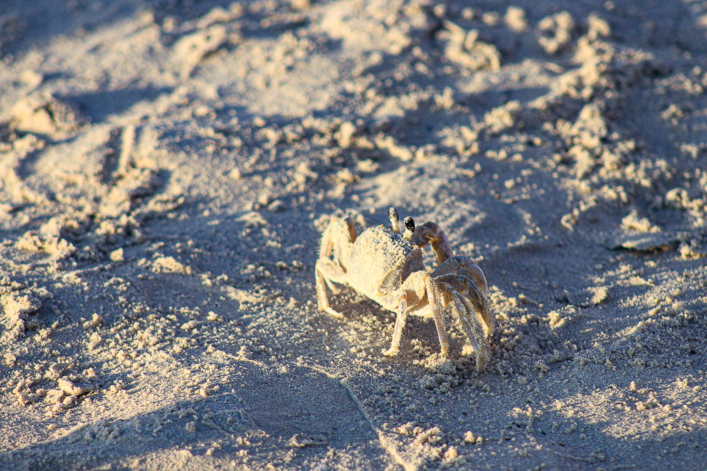 20 Best Things to do at Padre Island National Seashore, Texas