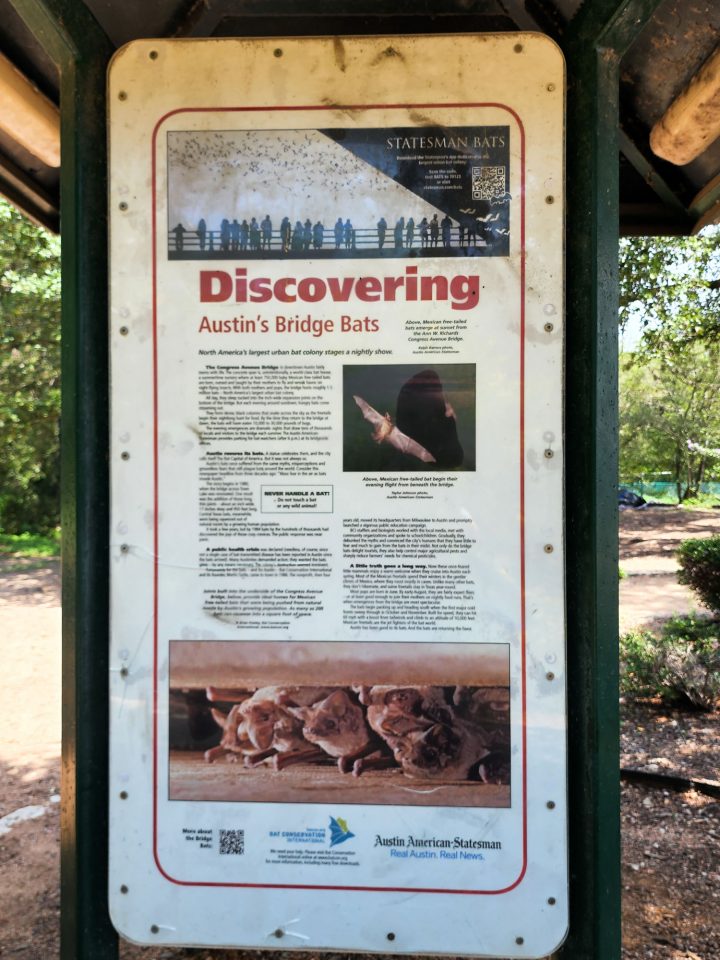 Ultimate Guide to Watching Congress Avenue Bats, Austin