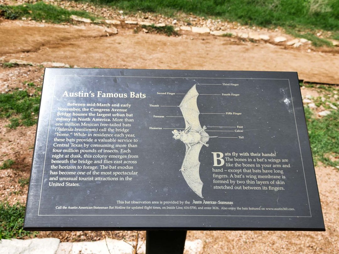 Ultimate Guide to Watching Congress Avenue Bats, Austin