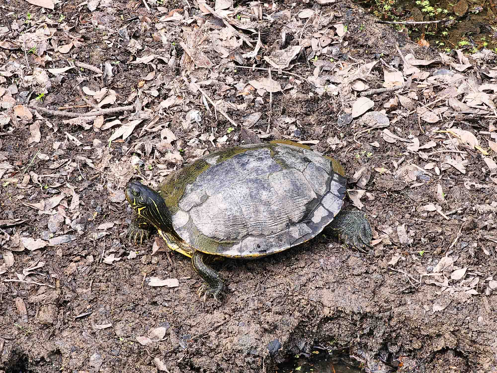 Ultimate Guide to Ann & Roy Butler Hike and Bike Trail, Austin