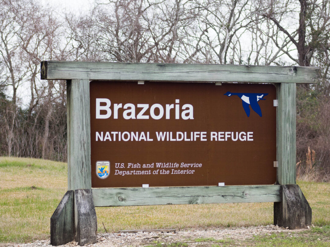 Brazoria NWR, a birding gem near Houston