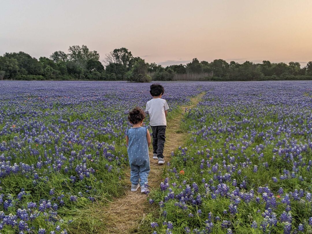 Where to See Bluebonnets in Texas this Spring