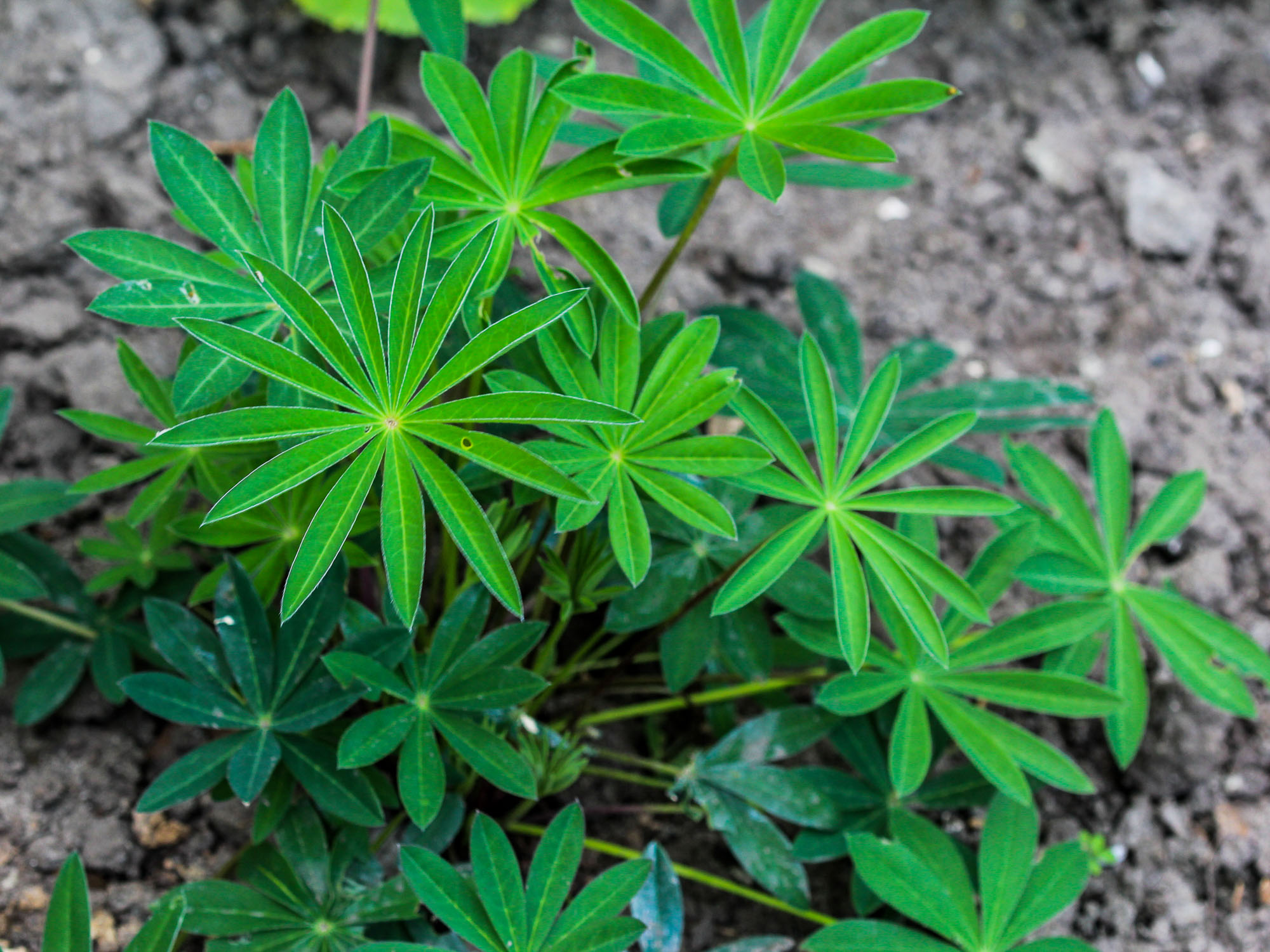 Where to See Bluebonnets in Texas this Spring
