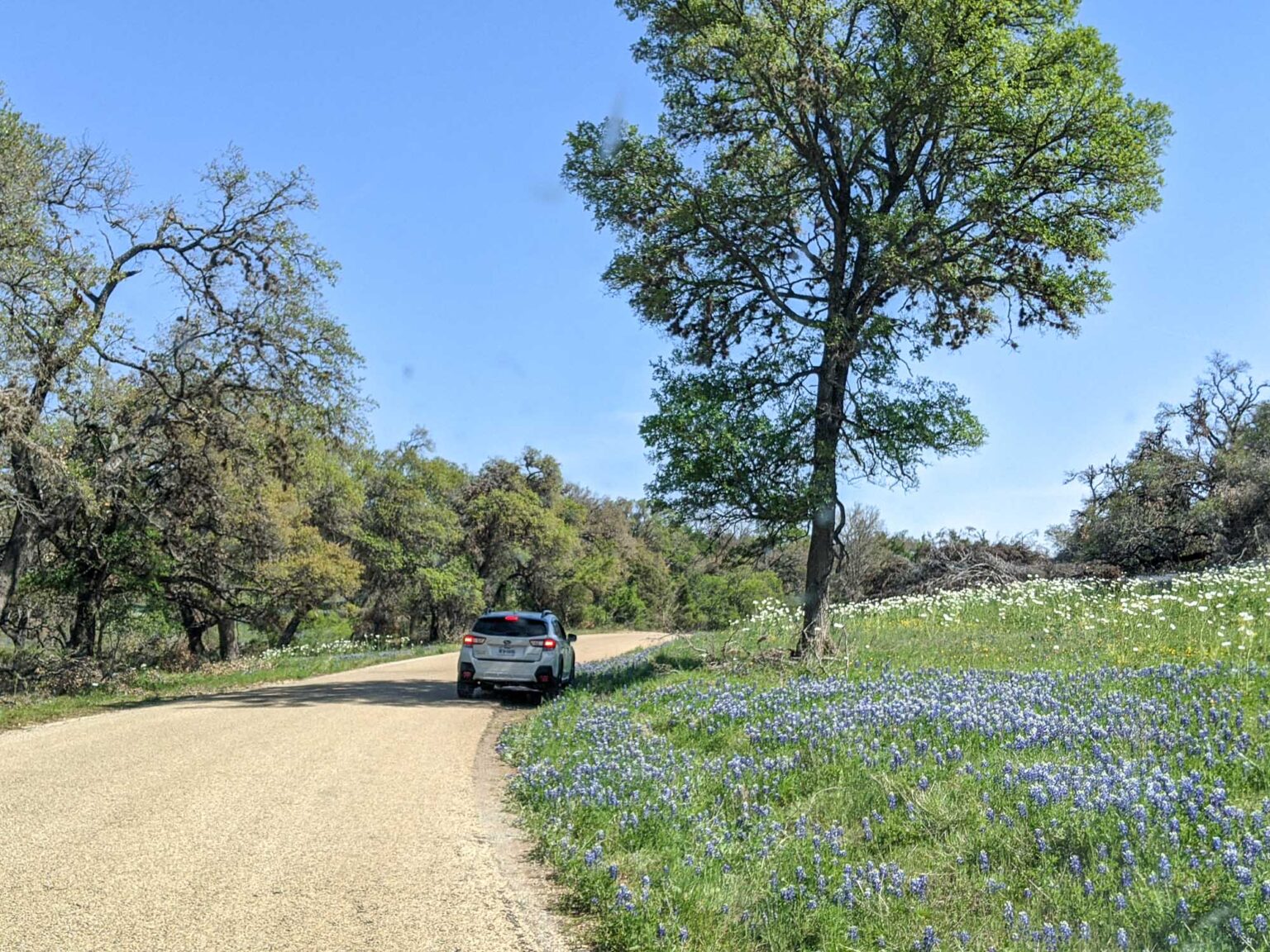 The Bluebonnet Trail: 8 Stops You Can't Miss in Texas Hill Country