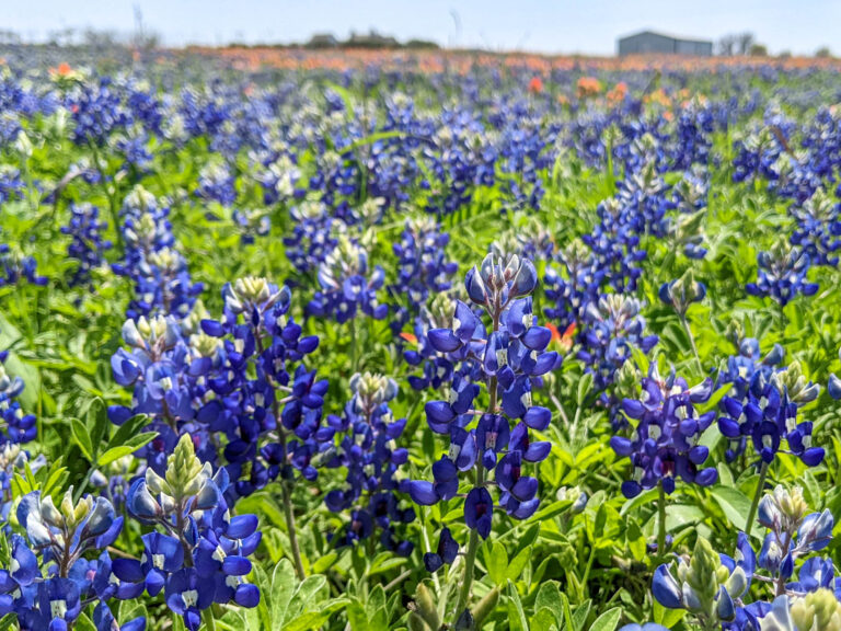 The Bluebonnet Trail: 8 Stops You Can't Miss in Texas Hill Country