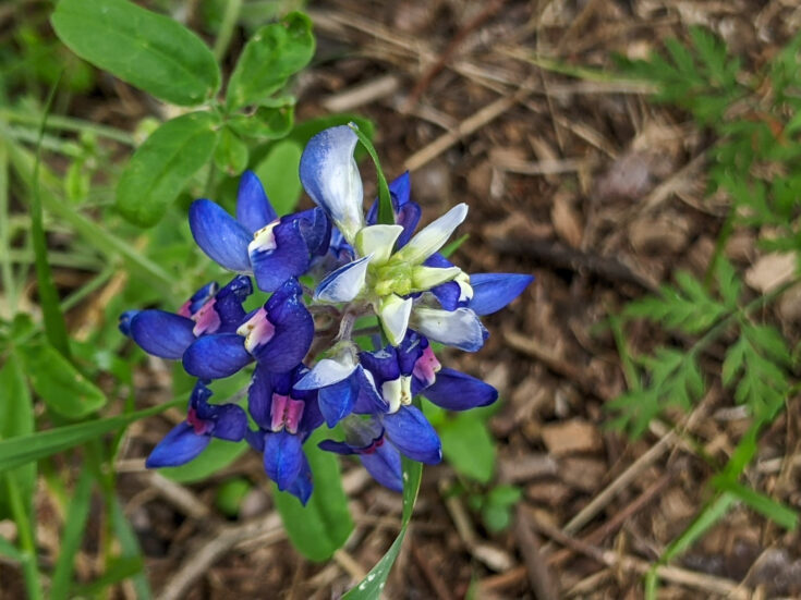 Where to See Bluebonnets in Texas this Spring