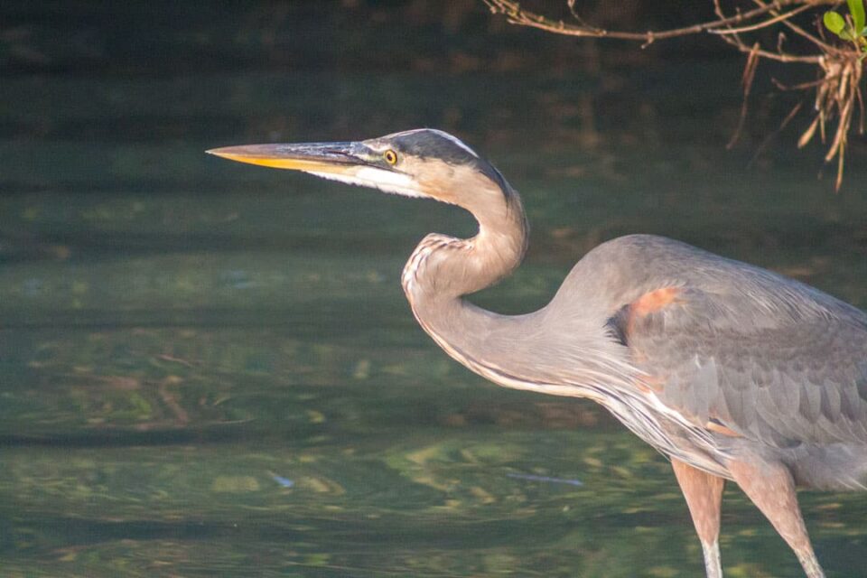 Birdwatching Bliss: South Padre Island Birding and Nature Center