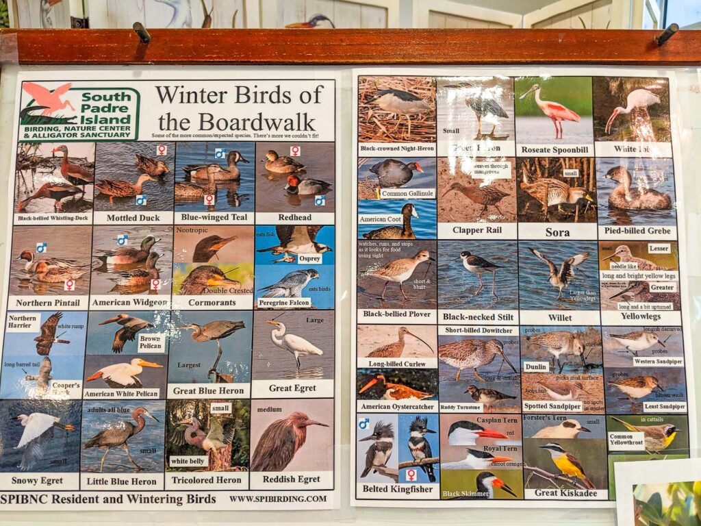 Birdwatching Bliss: South Padre Island Birding and Nature Center