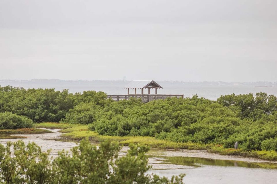 Birdwatching Bliss: South Padre Island Birding and Nature Center