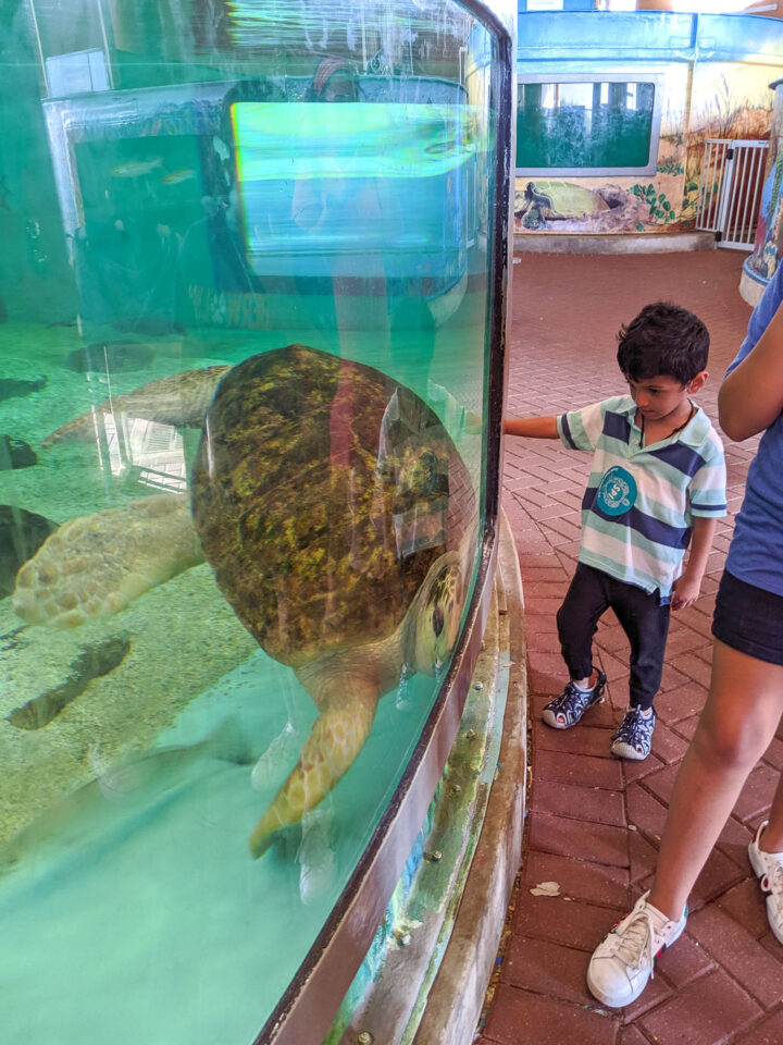 Sea Turtle Inc: Marine Life Conservation on South Padre Island