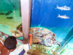 Sea Turtle Inc: Marine Life Conservation on South Padre Island