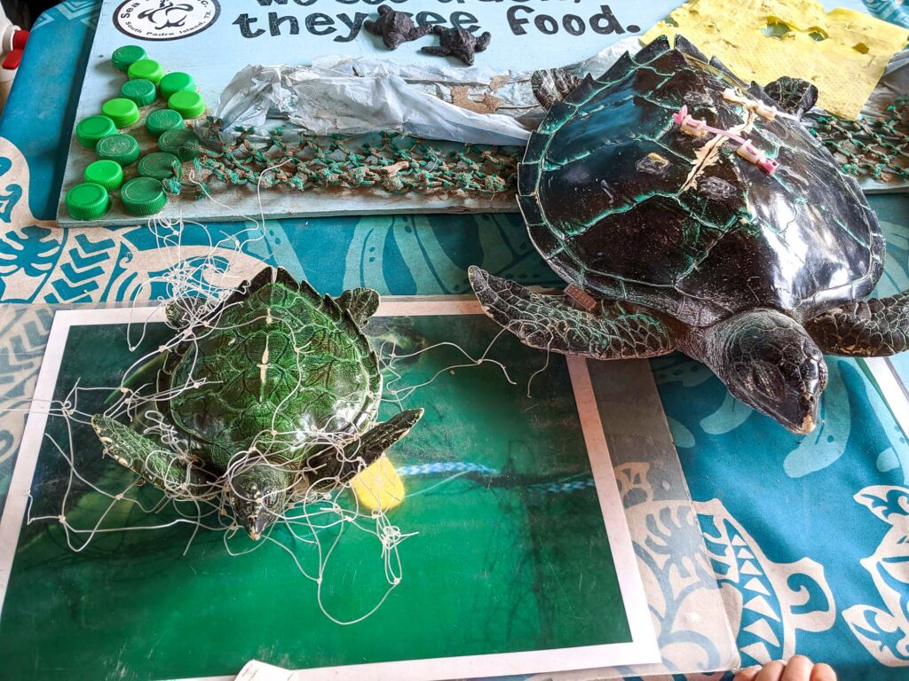 Sea Turtle Inc: Marine Life Conservation on South Padre Island