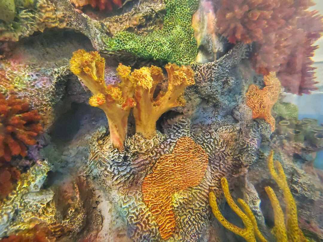 Sea Turtle Inc: Marine Life Conservation on South Padre Island