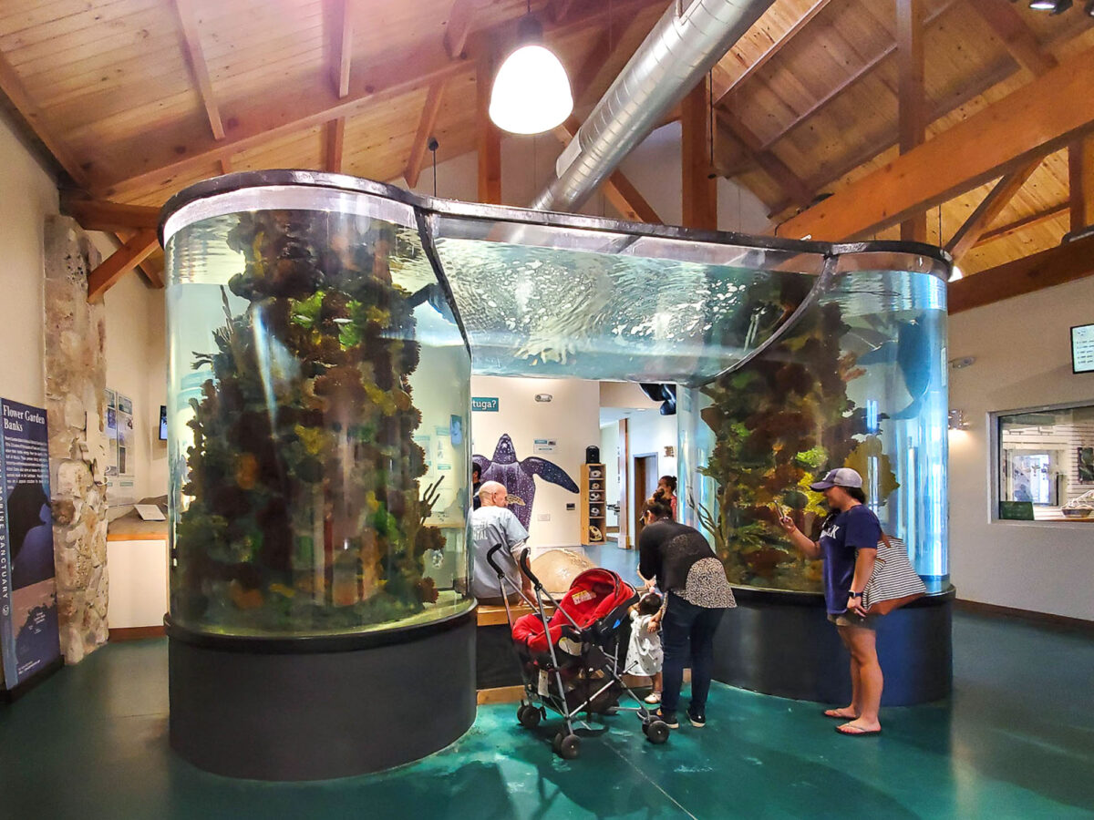 Sea Turtle Inc: Marine Life Conservation on South Padre Island
