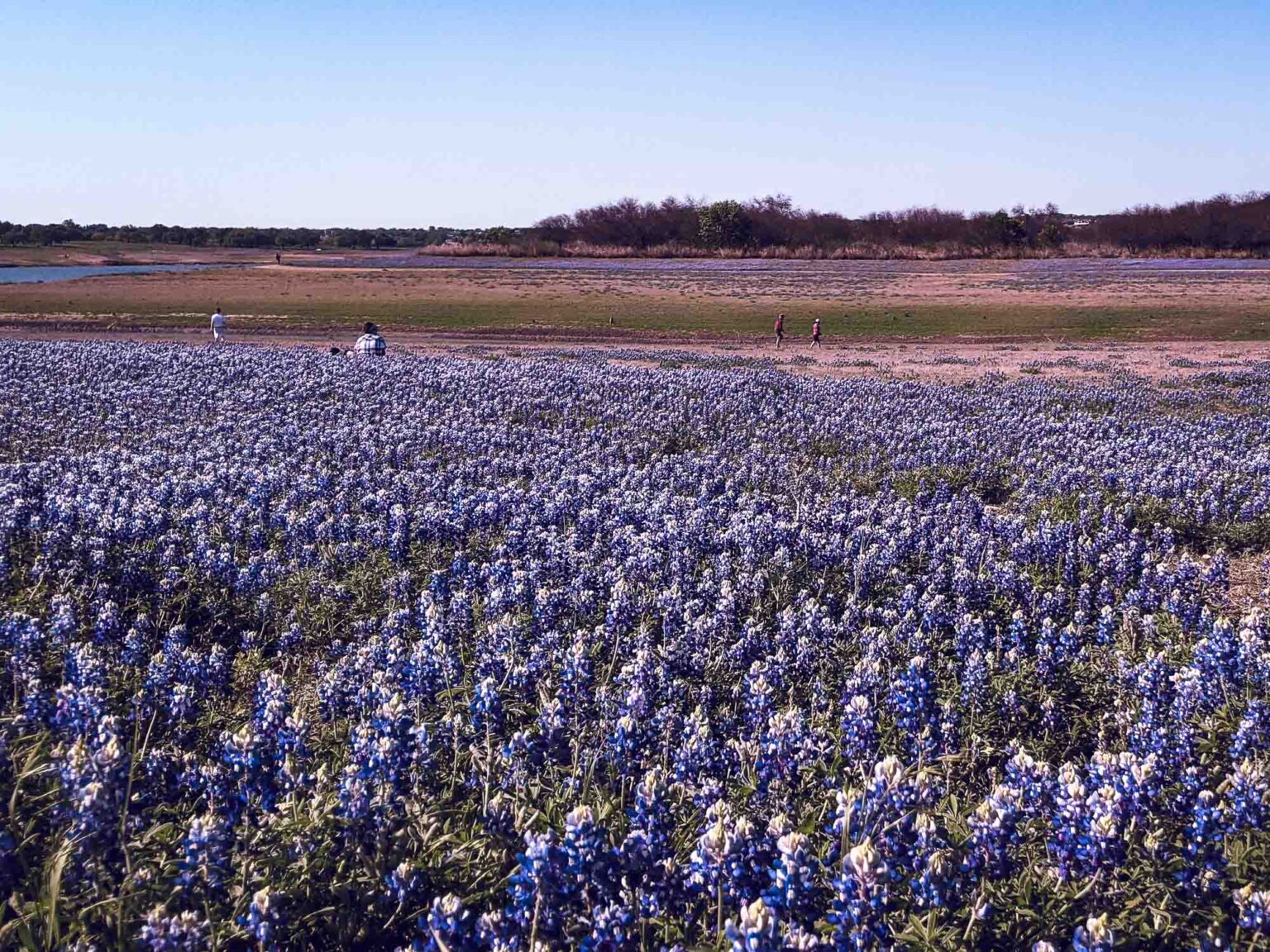 Best Places to find bluebonnets in Texas 2024 Update