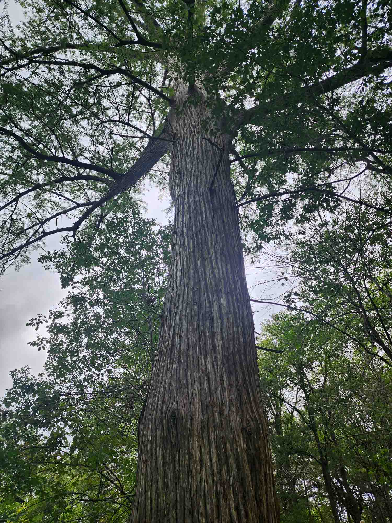 Old Baldy Tree at McKinney Falls State Park