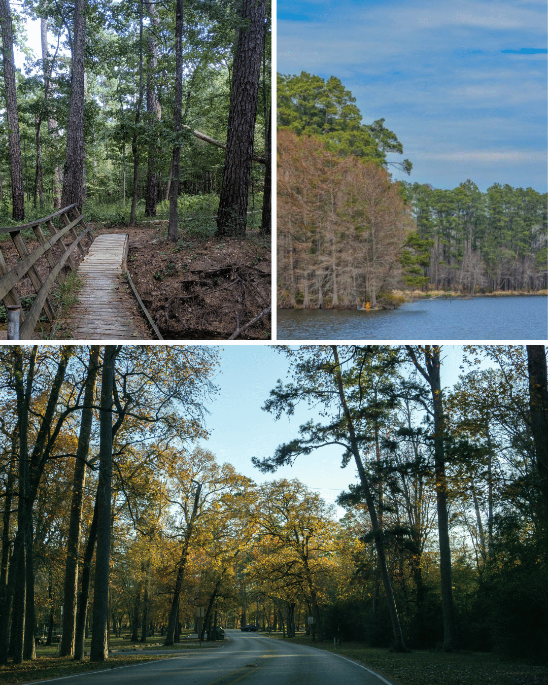 The 5 Best National Forests in Texas